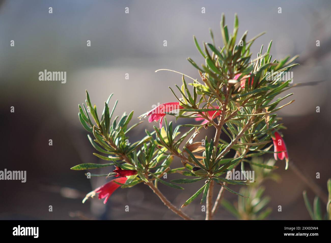 crimson turkey bush (Eremophila latrobei) Plantae Stock Photo - Alamy