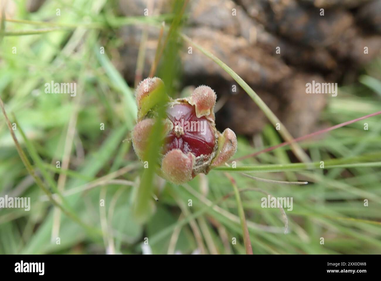 Fire Sheepfig (Delosperma sutherlandii) Plantae Stock Photo - Alamy