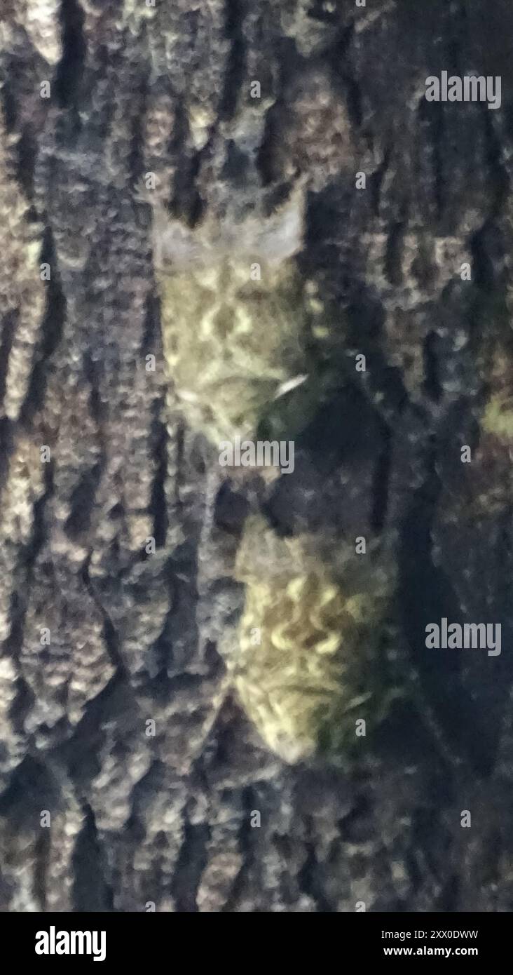 Proboscis Bat (Rhynchonycteris naso) Mammalia Stock Photo - Alamy