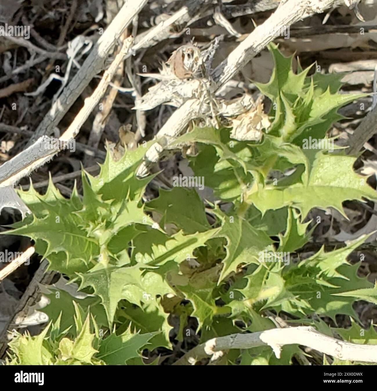Holly-leaved Bursage (Ambrosia ilicifolia) Plantae Stock Photo - Alamy