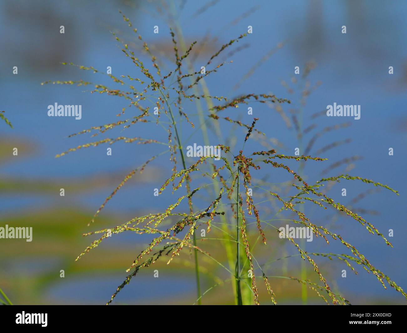 guinea grass (Megathyrsus maximus) Plantae Stock Photo - Alamy