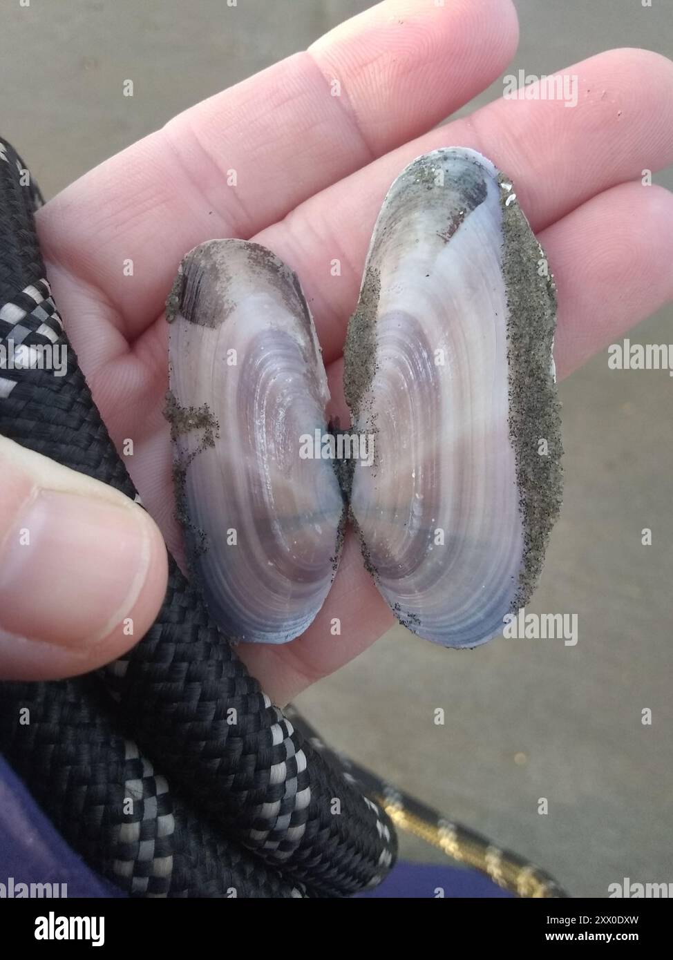 Atlantic Razor (Siliqua costata) Mollusca Stock Photo - Alamy