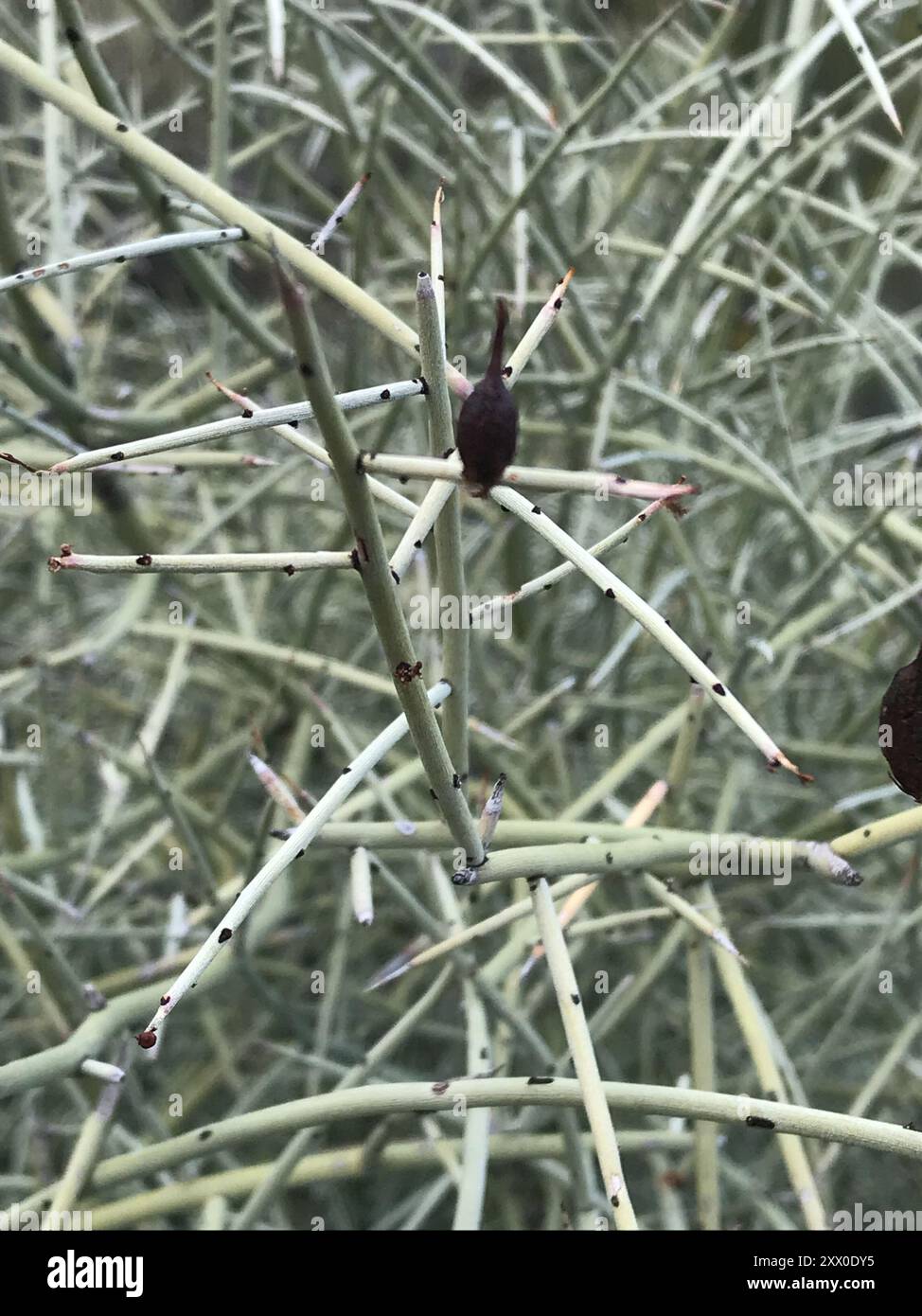 crucifixion thorn (Canotia holacantha) Plantae Stock Photo - Alamy