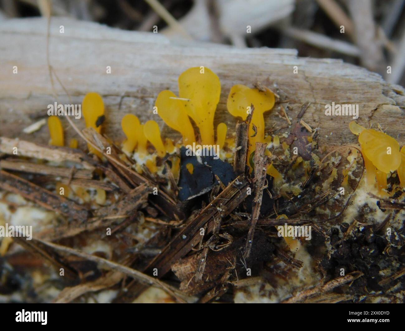 Fan-shaped Jelly Fungus (Dacrymyces spathularia) Fungi Stock Photo - Alamy