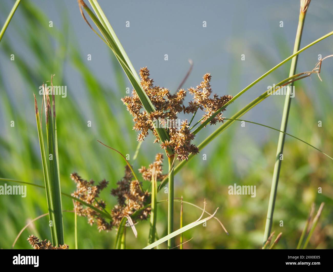 Javanese Flatsedge (Cyperus javanicus) Plantae Stock Photo - Alamy