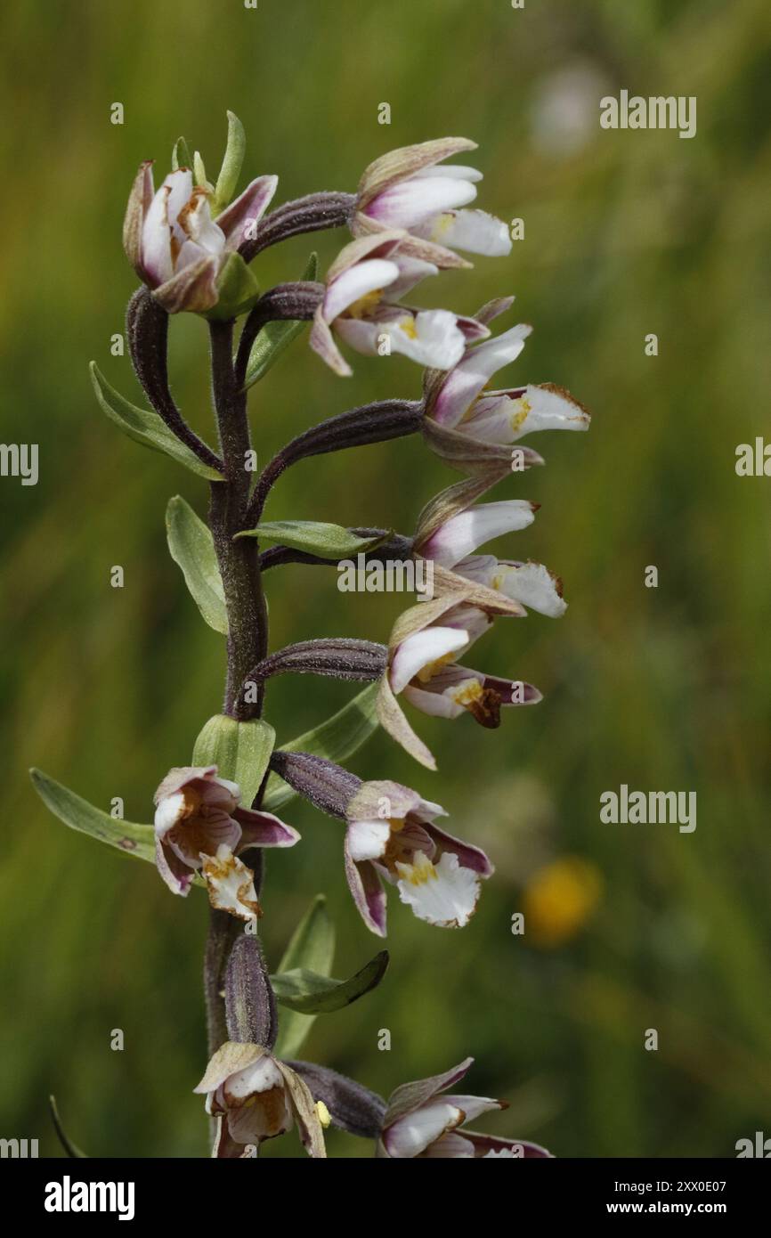 Marsh Helleborine (Epipactis palustris) Plantae Stock Photo - Alamy