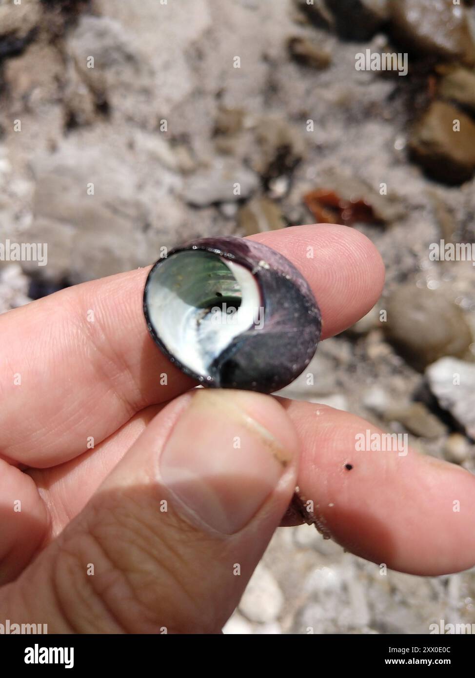 Tiger Topshell (Oxystele tigrina) Mollusca Stock Photo - Alamy