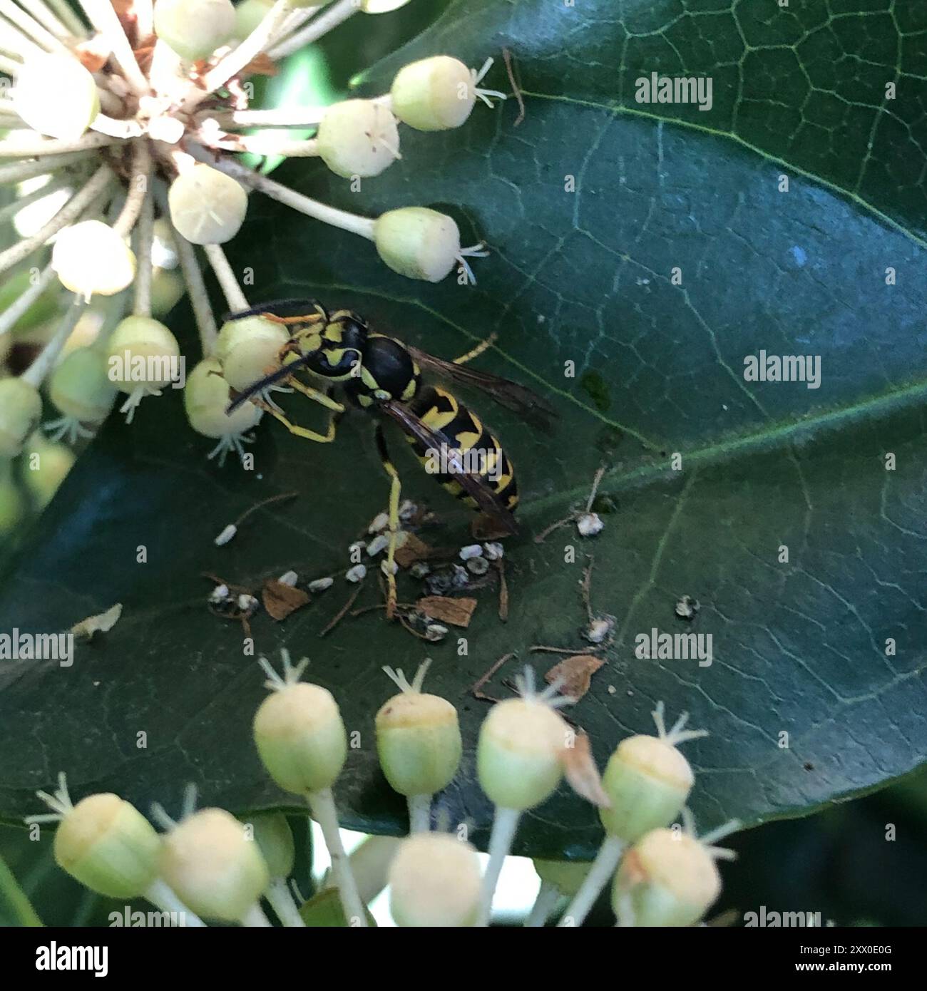 Western Yellowjacket (Vespula pensylvanica) Insecta Stock Photo - Alamy
