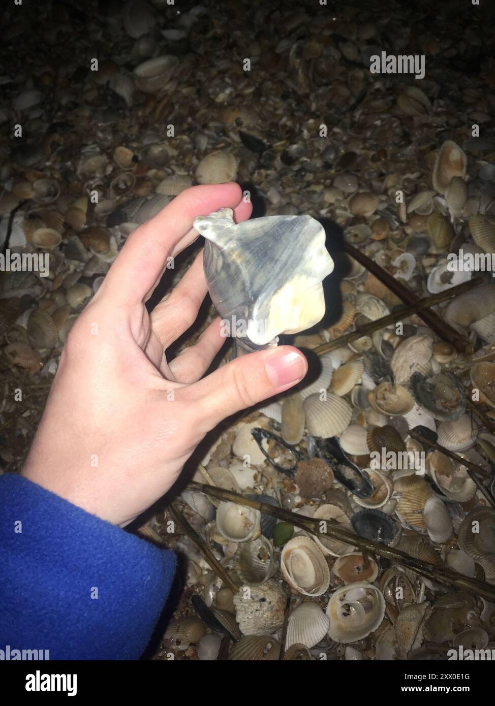 Knobbed Whelk (Busycon carica) Mollusca Stock Photo - Alamy