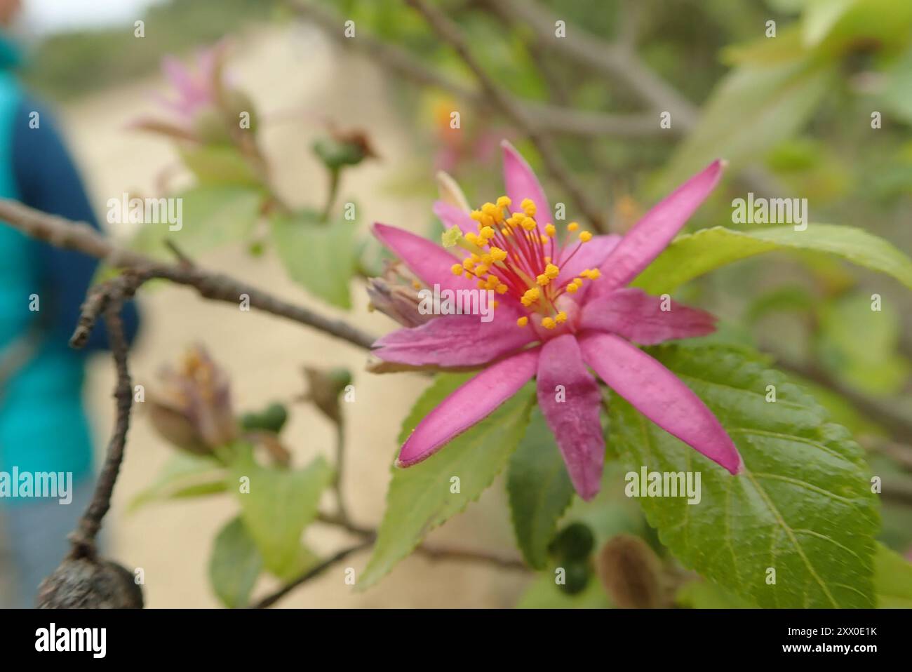 Crossberry (Grewia occidentalis) Plantae Stock Photo - Alamy