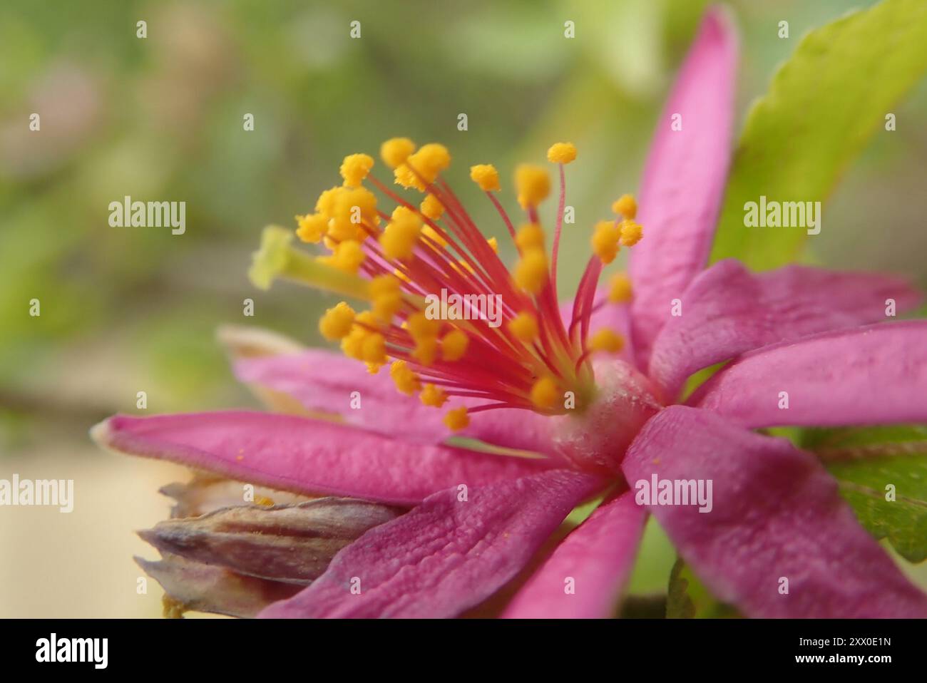 Crossberry (Grewia occidentalis) Plantae Stock Photo - Alamy