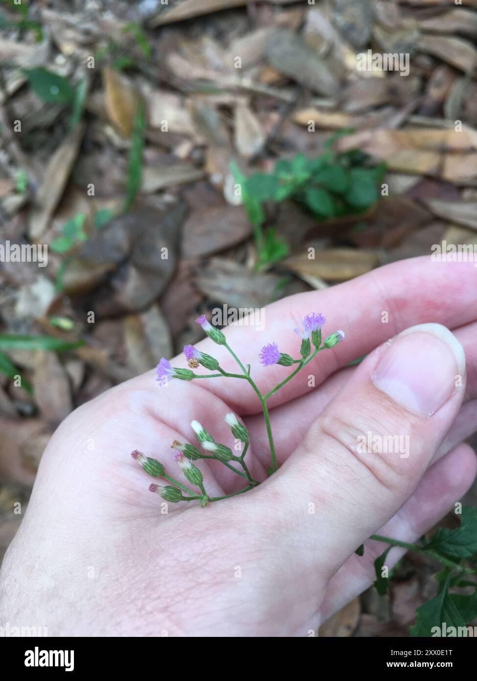 little ironweed (Cyanthillium cinereum) Plantae Stock Photo - Alamy