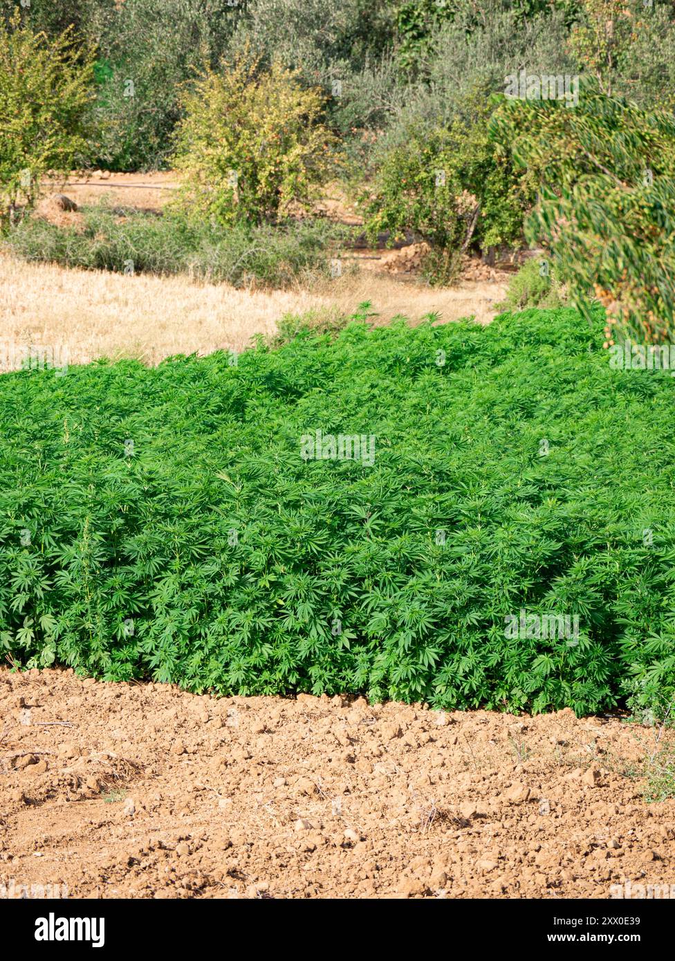 Ketama morocco hi-res stock photography and images - Alamy