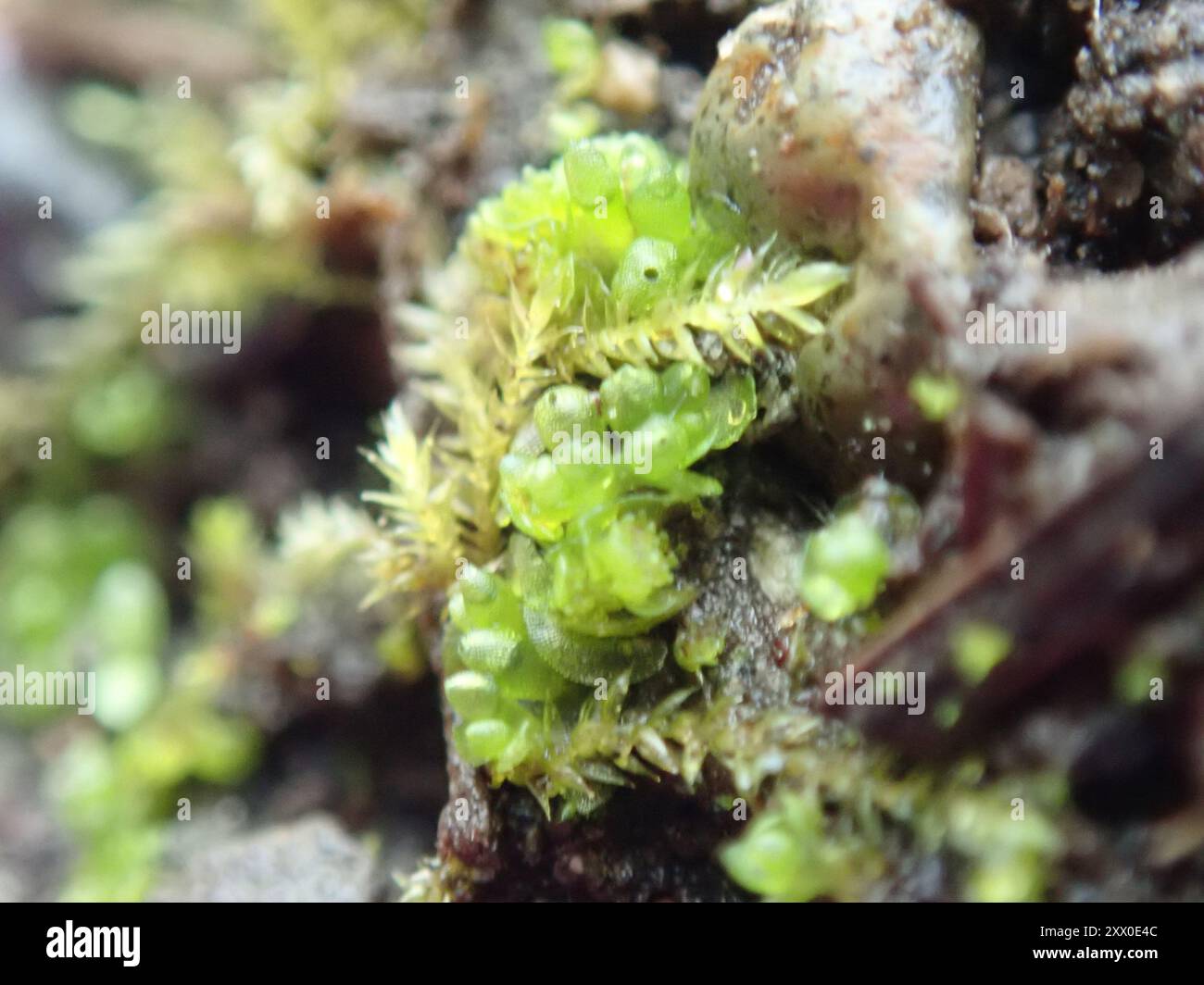 Bottle Liverworts (Sphaerocarpos) Plantae Stock Photo - Alamy