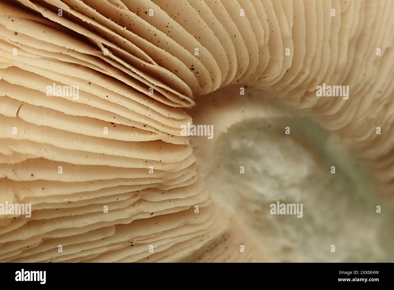 Beefsteak Termite Mushroom (Termitomyces umkowaan) Fungi Stock Photo ...