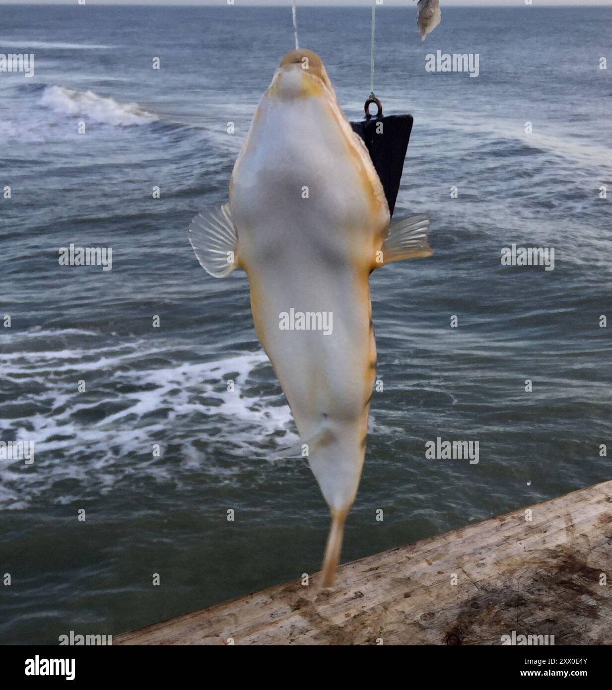 Northern Puffer (Sphoeroides maculatus) Actinopterygii Stock Photo - Alamy