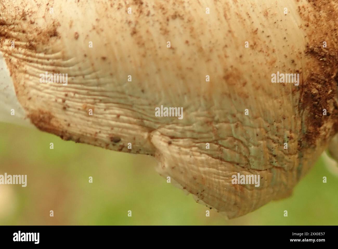 Beefsteak Termite Mushroom (Termitomyces umkowaan) Fungi Stock Photo ...