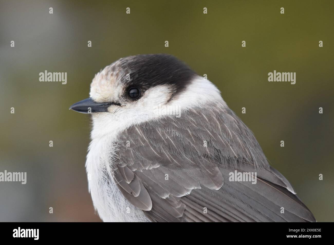 Canada Jay (Perisoreus canadensis) Aves Stock Photo - Alamy