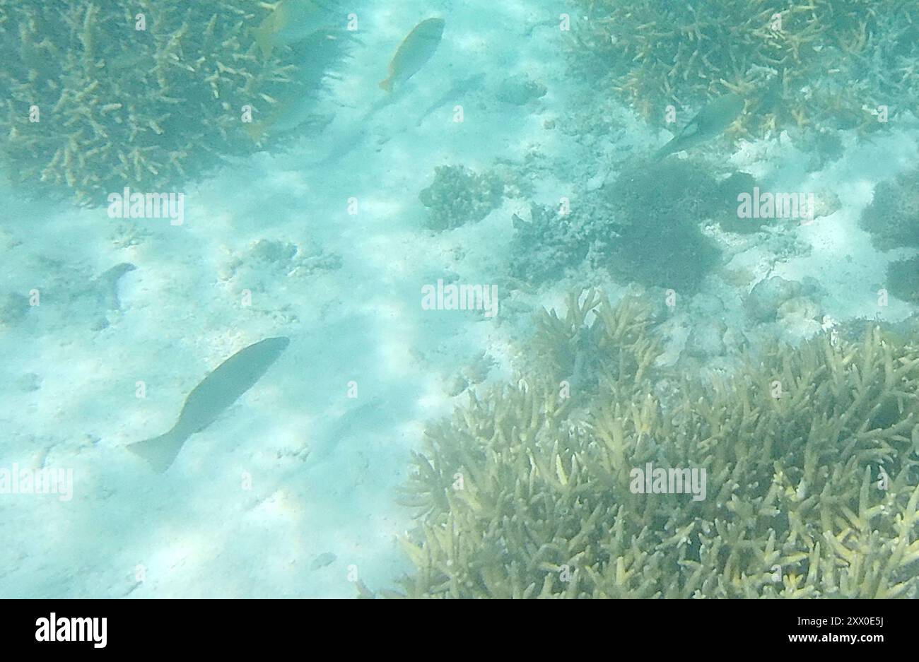 Blackwedge hi-res stock photography and images - Alamy