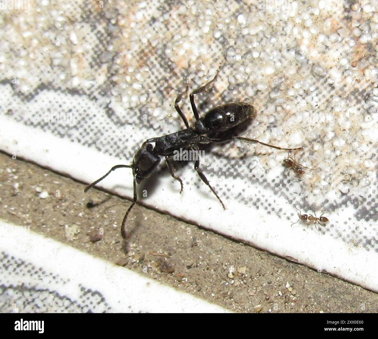 Pachycondyla Panther Ants (Pachycondyla) Insecta Stock Photo - Alamy