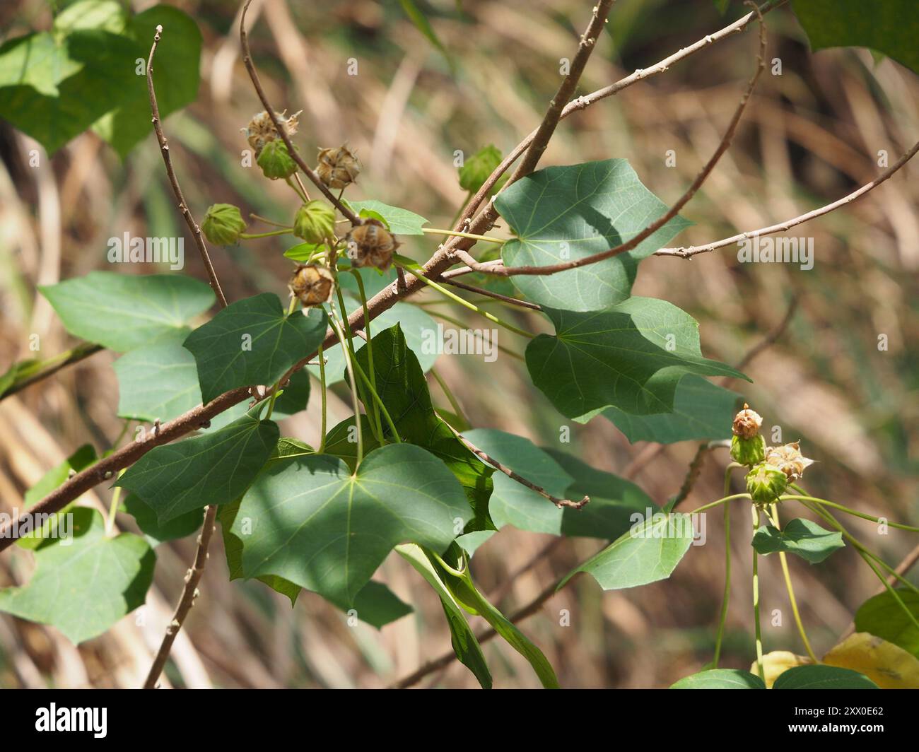 Taiwan cotton rose (Hibiscus taiwanensis) Plantae Stock Photo - Alamy