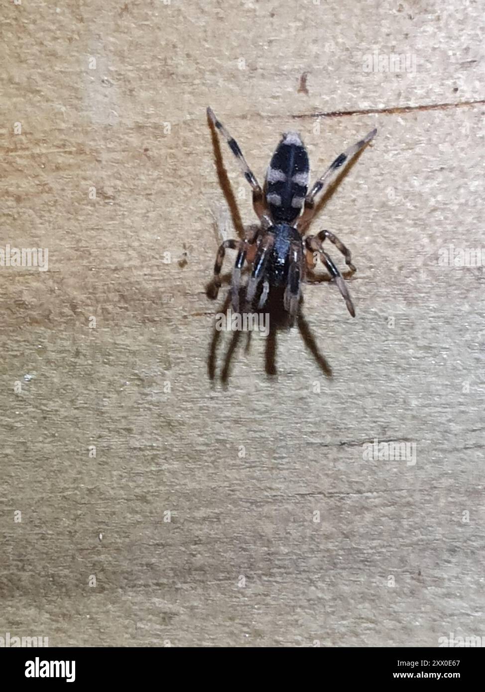 White-tailed Spiders (Lampona) Arachnida Stock Photo - Alamy