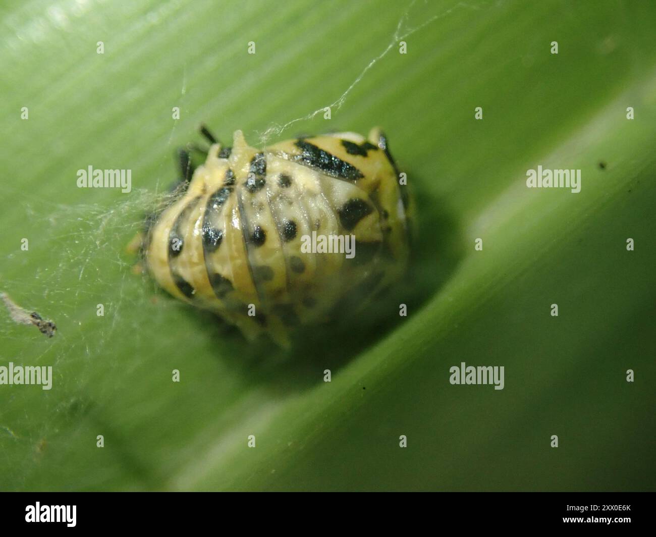 Tasmanian Ladybird (Cleobora mellyi) Insecta Stock Photo - Alamy