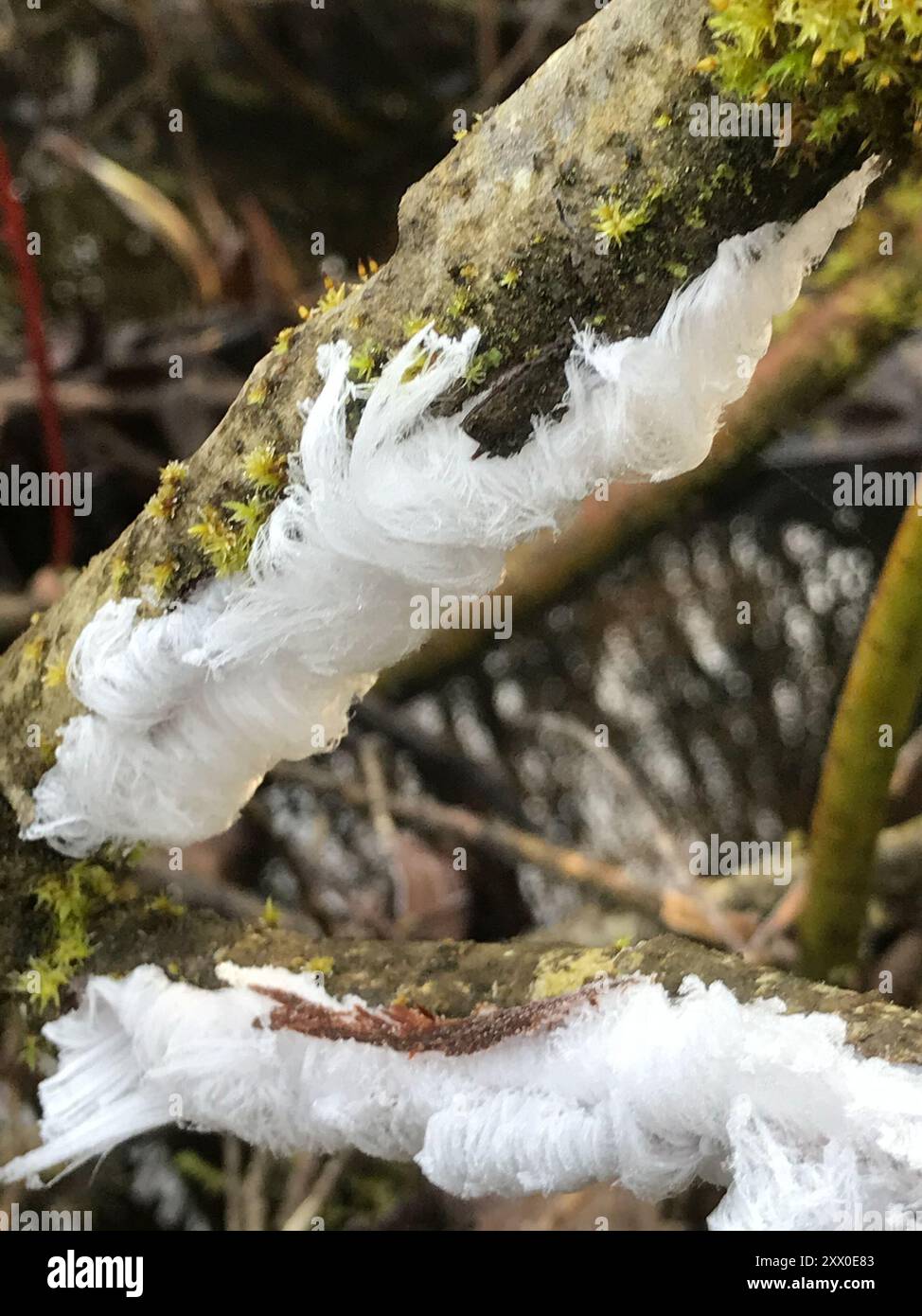 Hair Ice (Exidiopsis effusa) Fungi Stock Photo - Alamy