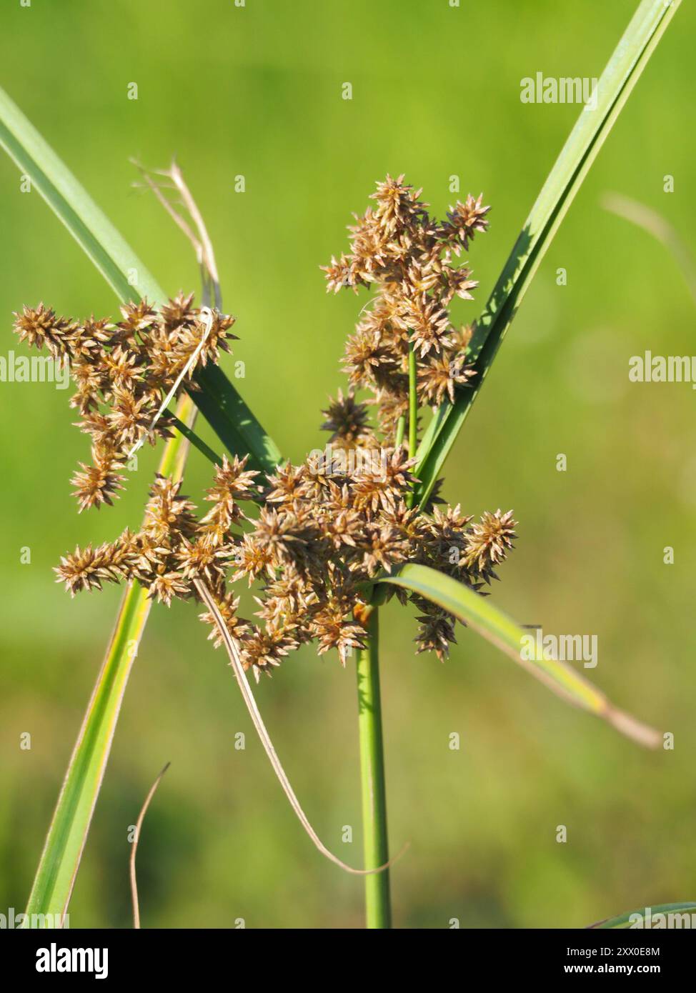 Javanese Flatsedge (Cyperus javanicus) Plantae Stock Photo - Alamy