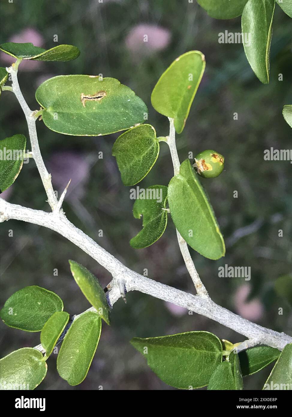 spiny hackberry (Celtis pallida) Plantae Stock Photo - Alamy