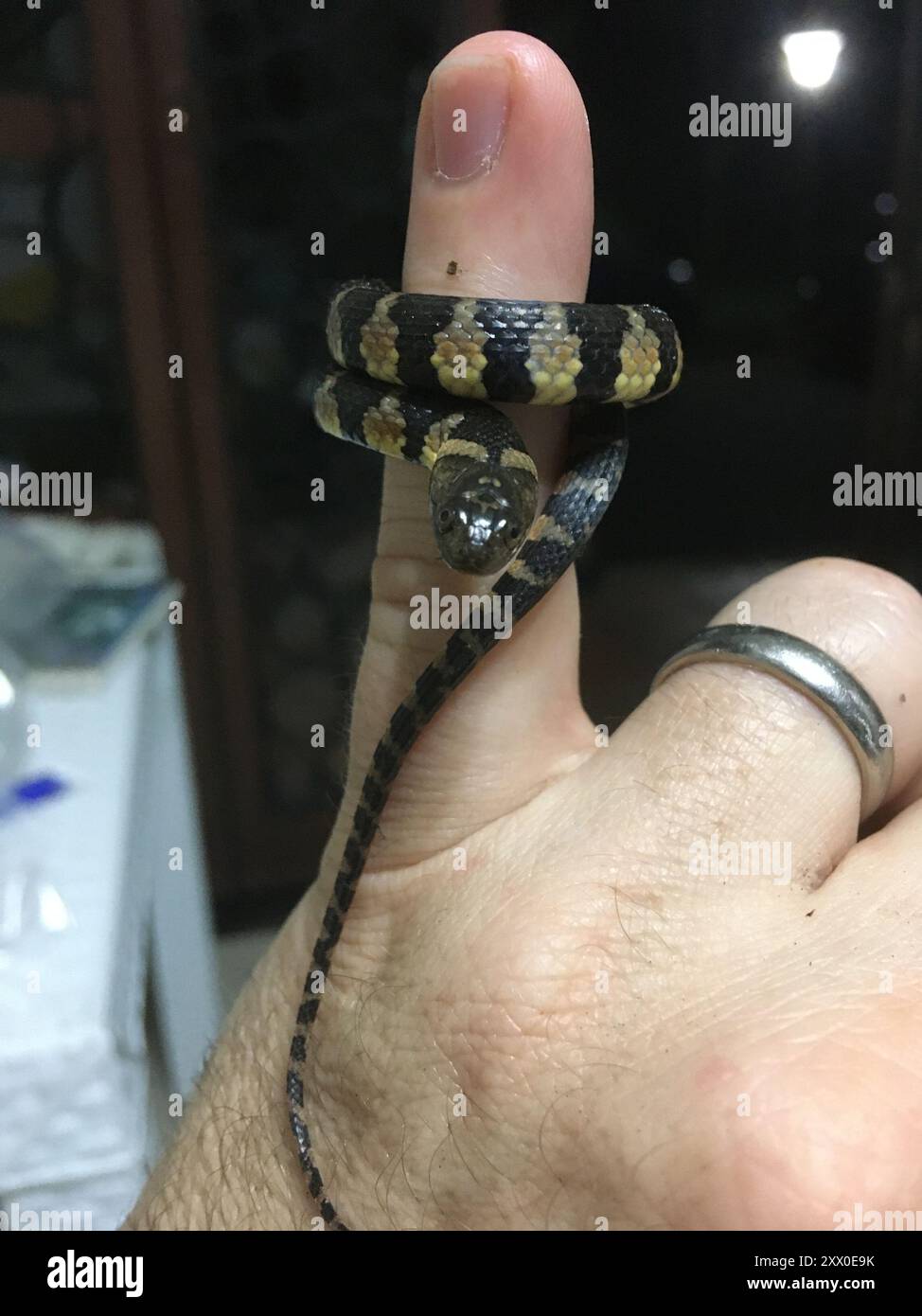 Brown-banded watersnake (Helicops angulatus) Reptilia Stock Photo - Alamy