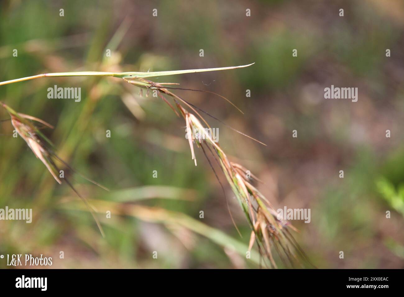 Kangaroo Grass (Themeda triandra) Plantae Stock Photo - Alamy