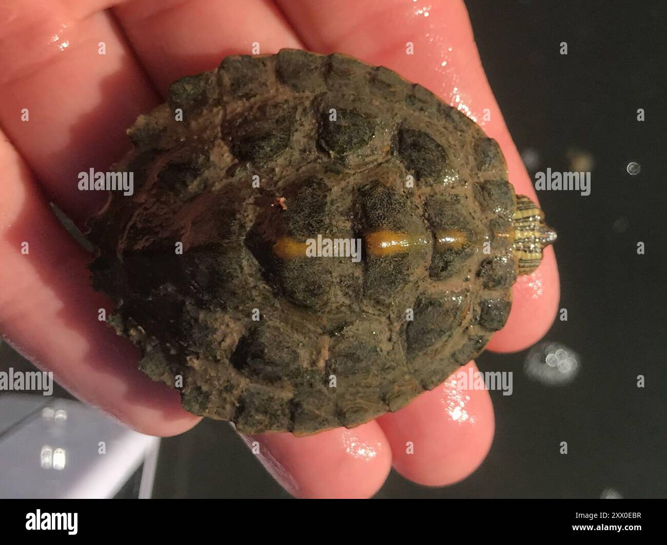 Texas Map Turtle (Graptemys versa) Reptilia Stock Photo - Alamy