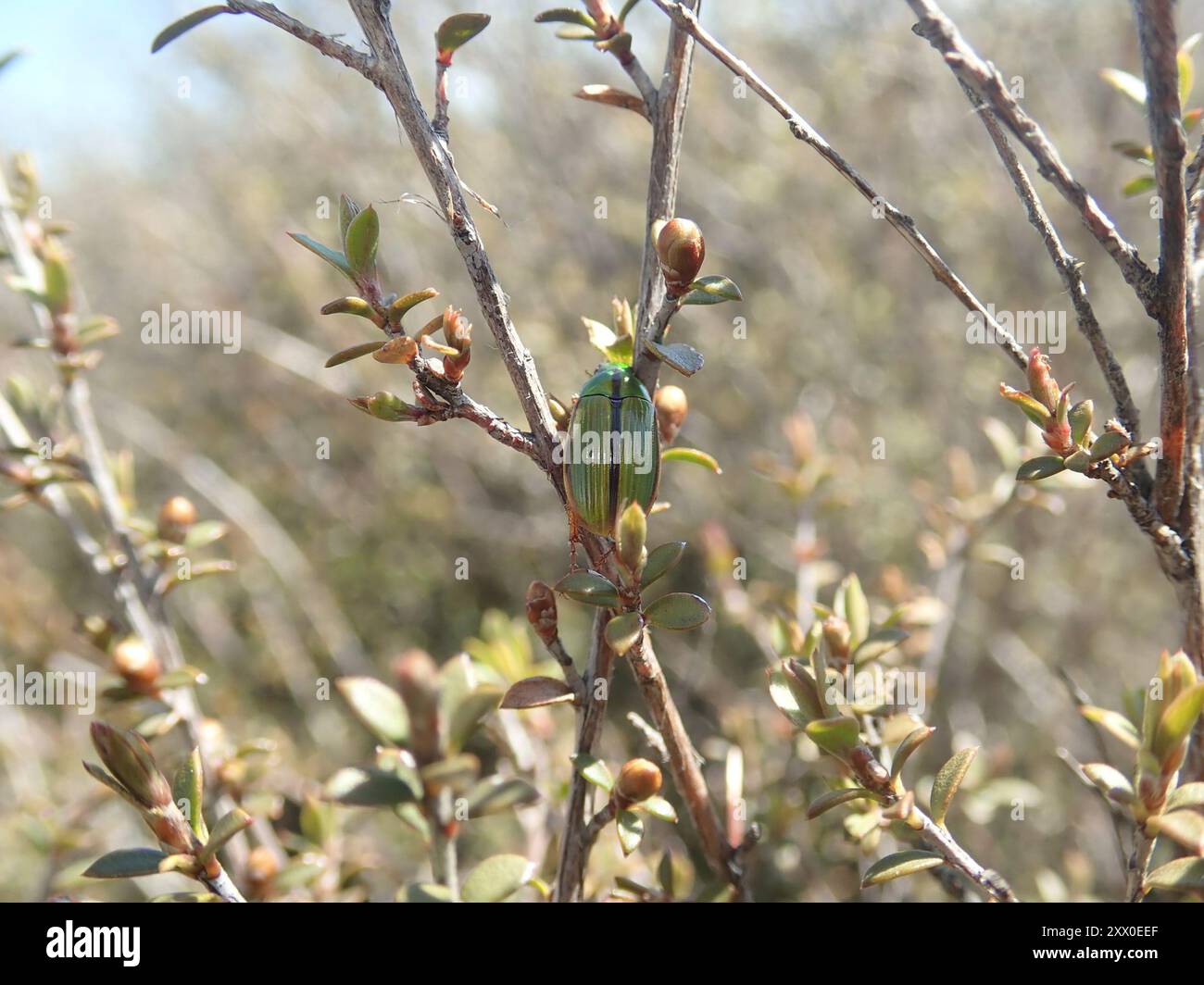 Manuka beetle (Pyronota festiva) Insecta Stock Photo - Alamy