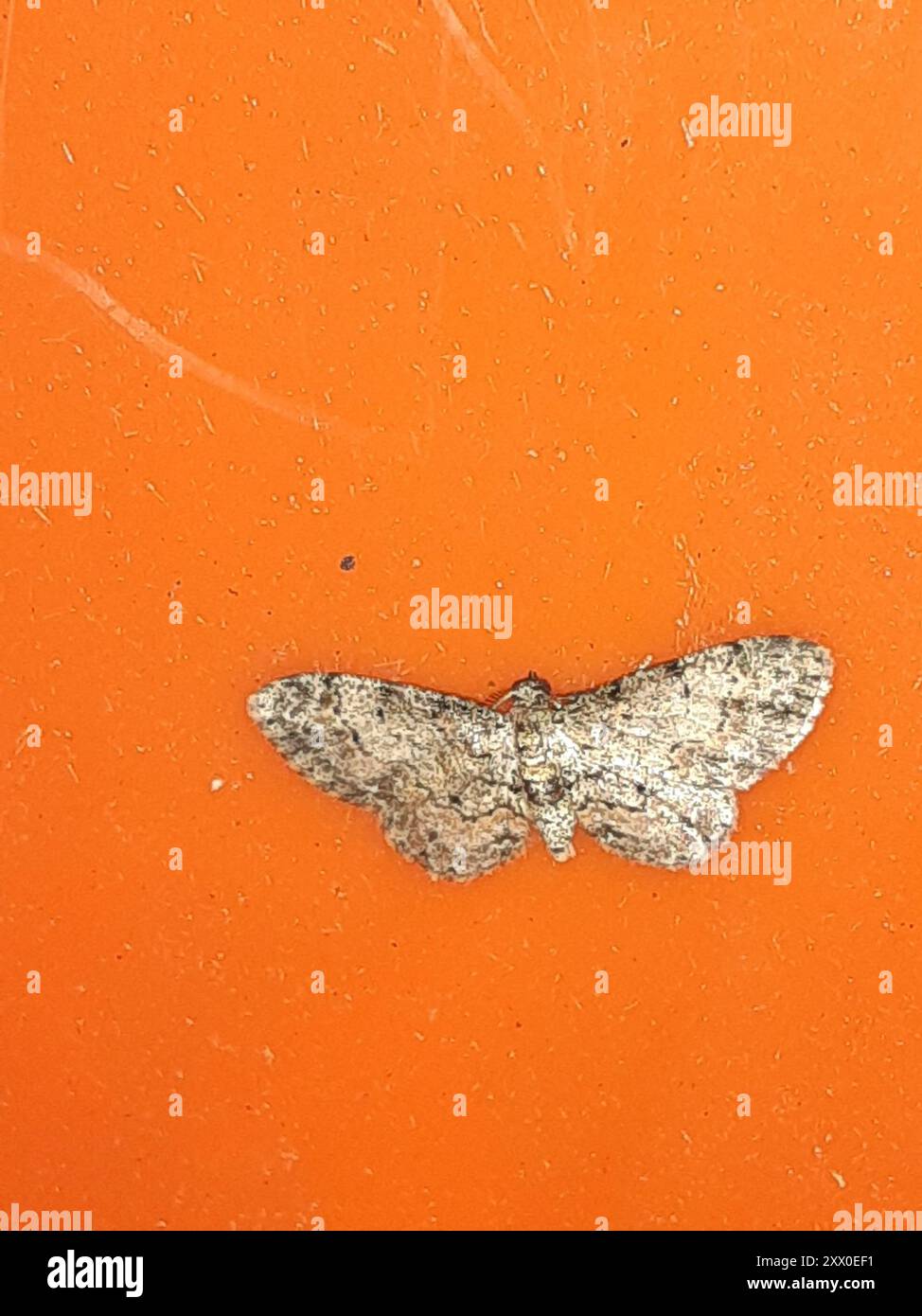 Texas Gray (Glenoides texanaria) Insecta Stock Photo - Alamy