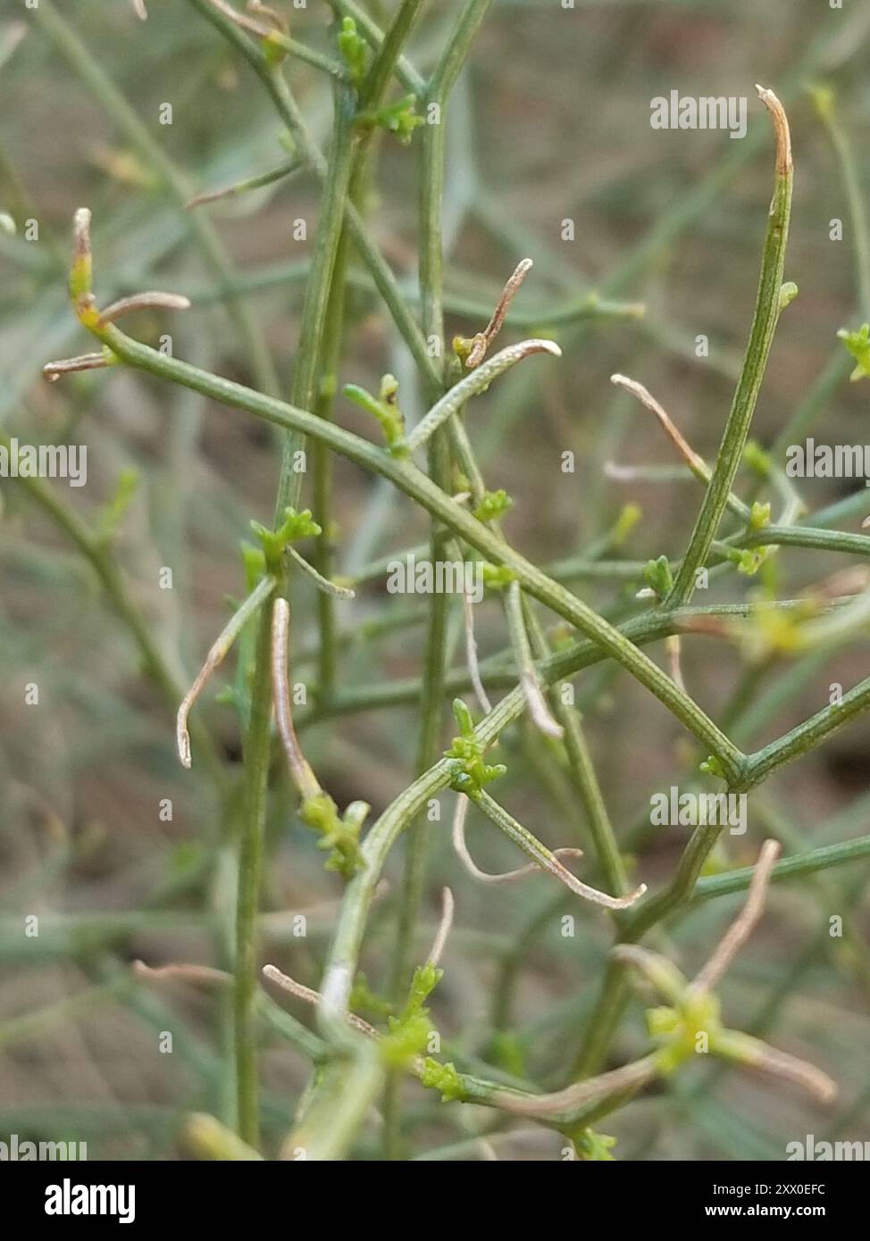 Cheesebush (Ambrosia salsola) Plantae Stock Photo - Alamy