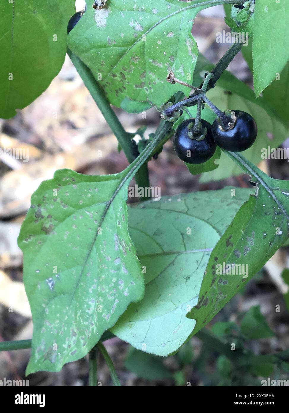 American black nightshade (Solanum americanum) Plantae Stock Photo - Alamy