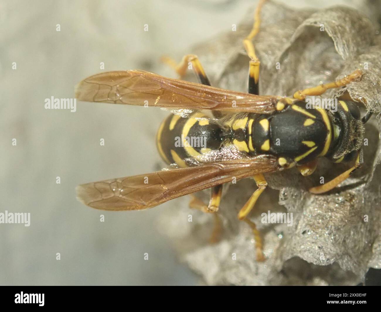 European Paper Wasp (Polistes dominula) Insecta Stock Photo - Alamy