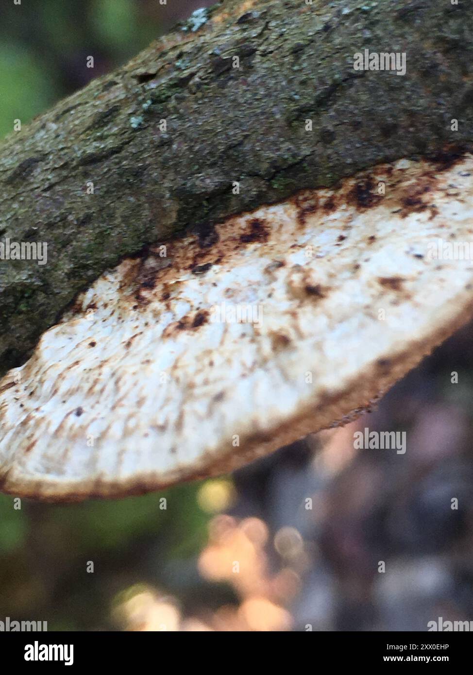 Thin-walled Maze Polypore (Daedaleopsis confragosa) Fungi Stock Photo - Alamy
