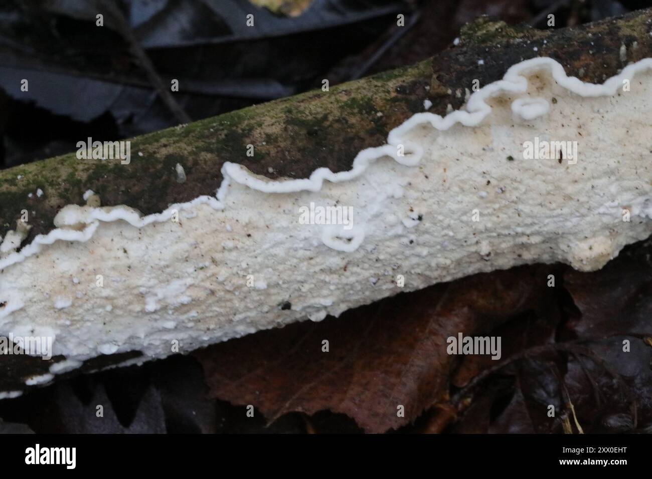 Netted Crust (Byssomerulius corium) Fungi Stock Photo - Alamy
