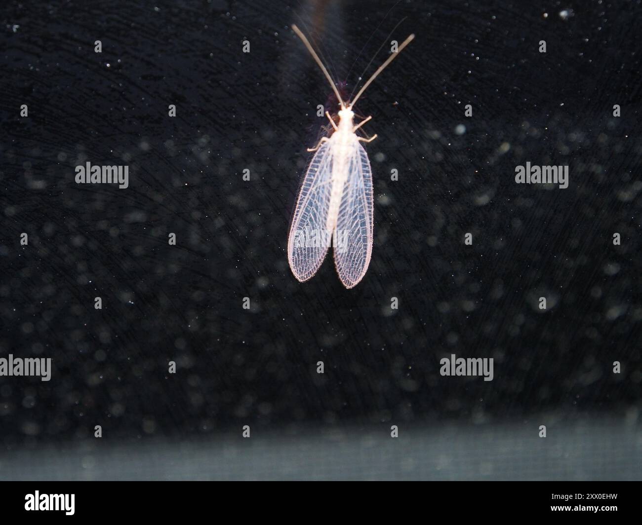 common green lacewings (Chrysoperla) Insecta Stock Photo - Alamy