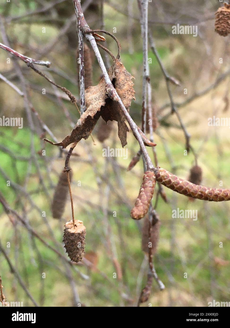 silver birch (Betula pendula) Plantae Stock Photo - Alamy