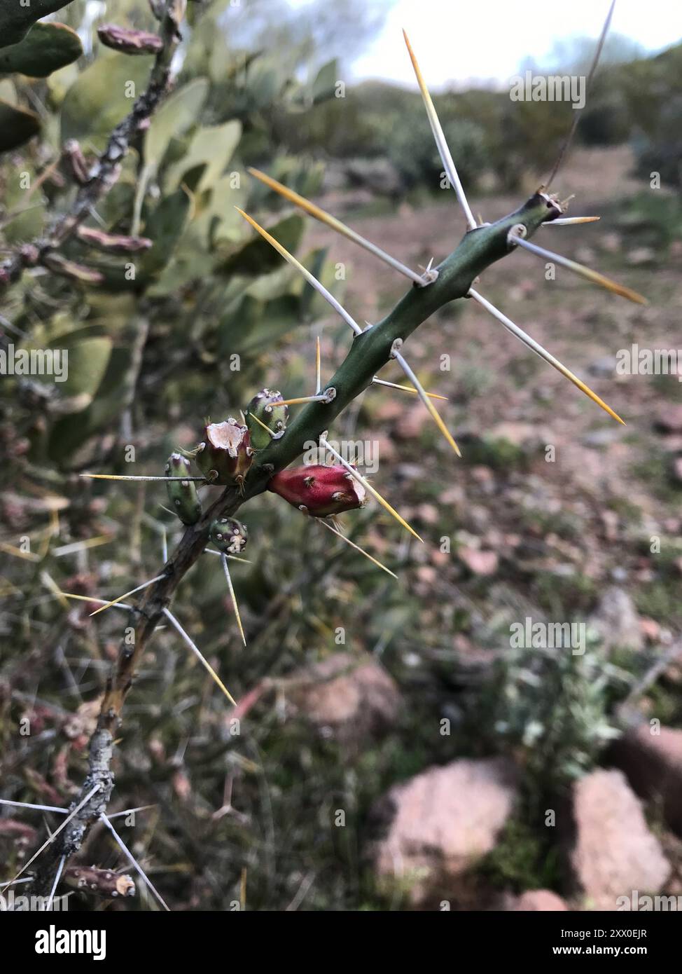 Christmas cholla (Cylindropuntia leptocaulis) Plantae Stock Photo - Alamy