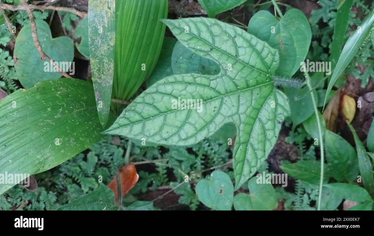 gourd family (Cucurbitaceae) Plantae Stock Photo - Alamy