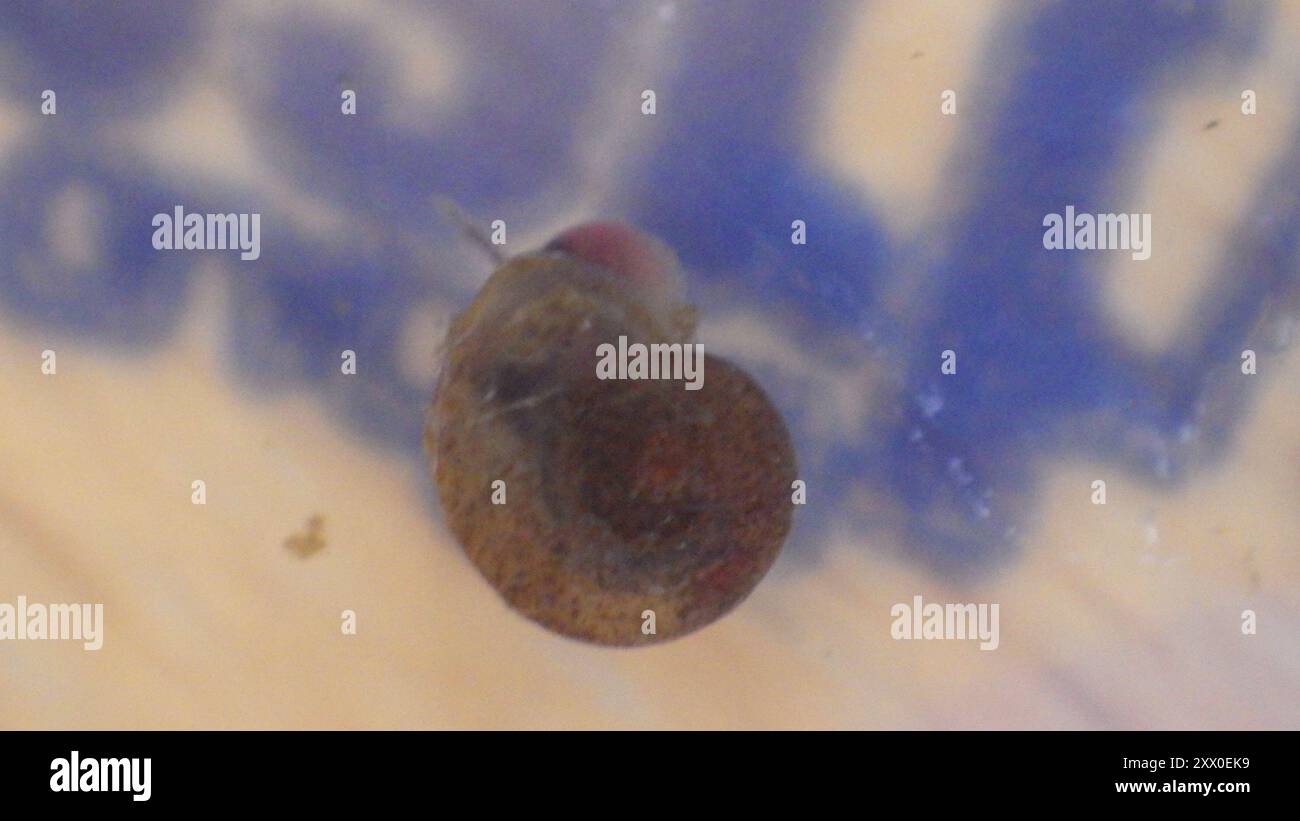 Ramshorn snails (Planorbidae) Mollusca Stock Photo - Alamy