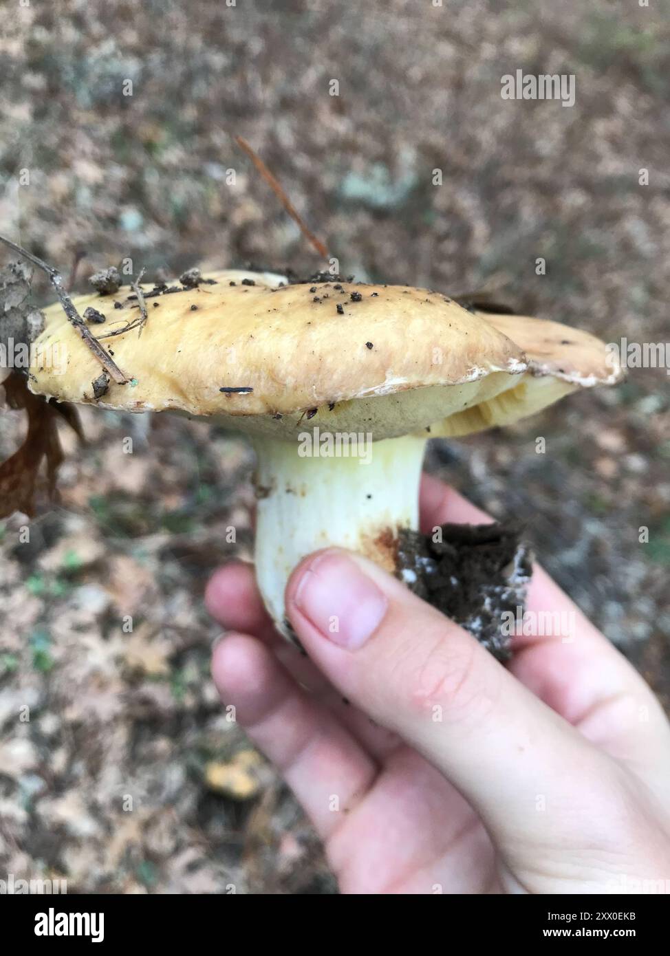 Slippery Jacks (Suillus) Fungi Stock Photo - Alamy