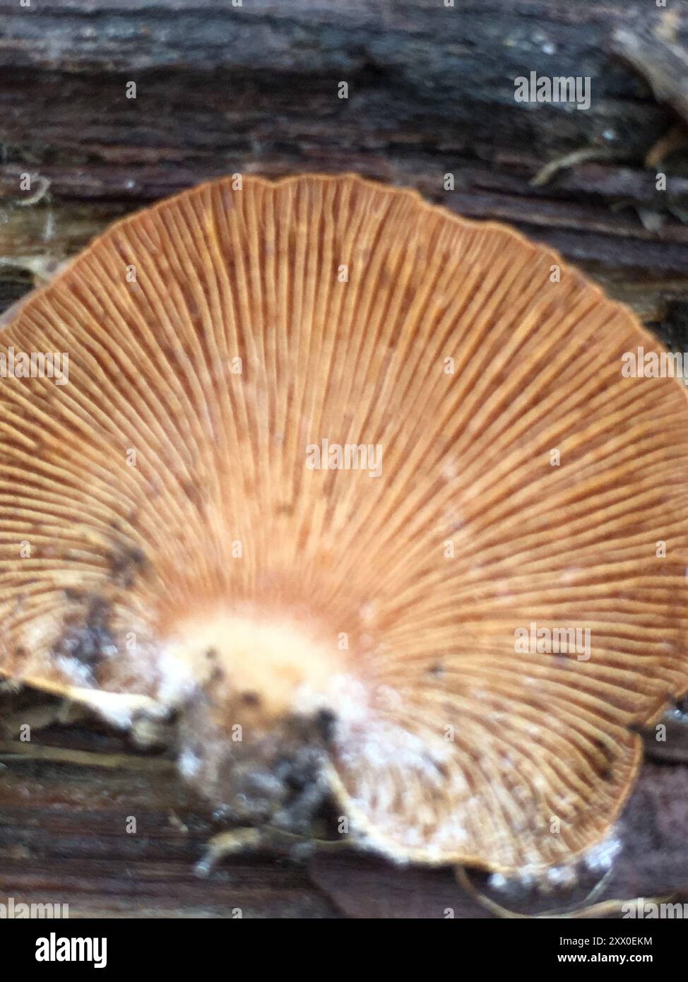 Luminescent Panellus (Panellus stipticus) Fungi Stock Photo - Alamy