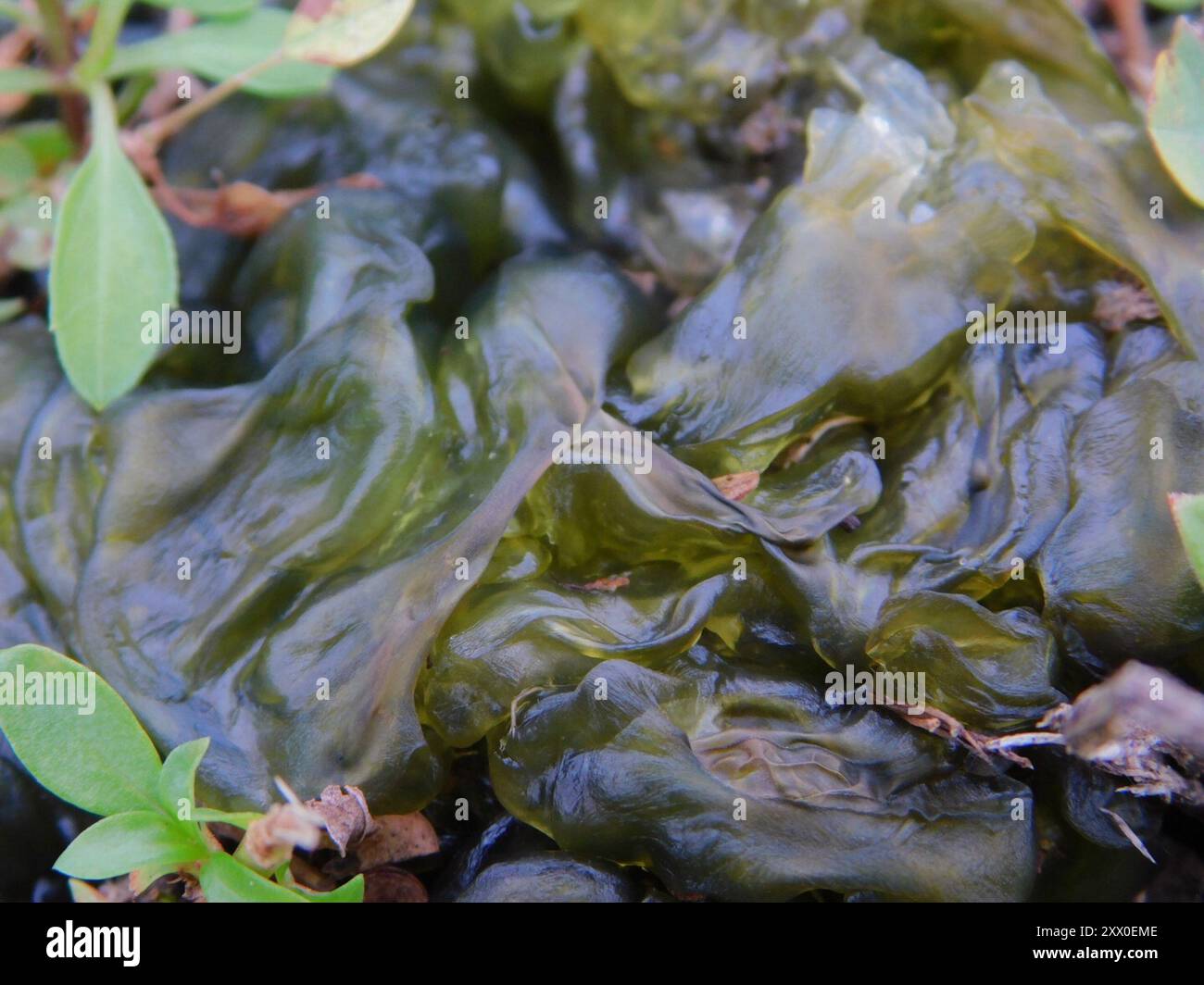 Nostoc commune hi-res stock photography and images - Alamy