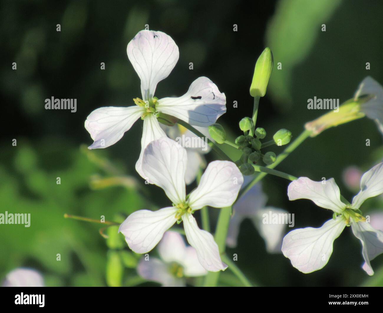 wild and domestic radish (Raphanus raphanistrum sativus) Plantae Stock ...