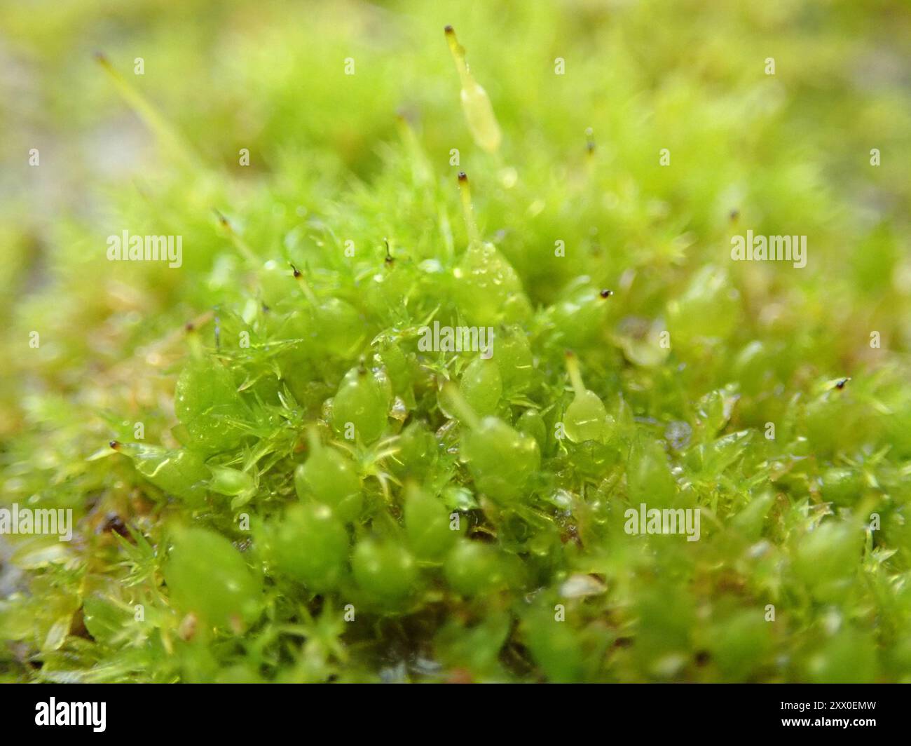 Bonfire moss (Funaria hygrometrica) Plantae Stock Photo - Alamy